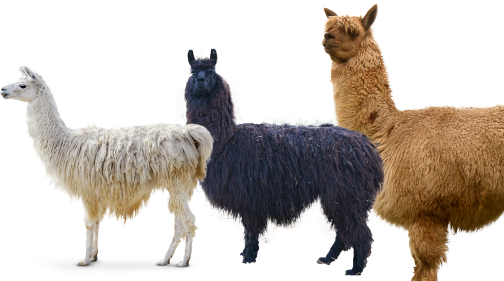 Anomalo's Virtual Interview Process